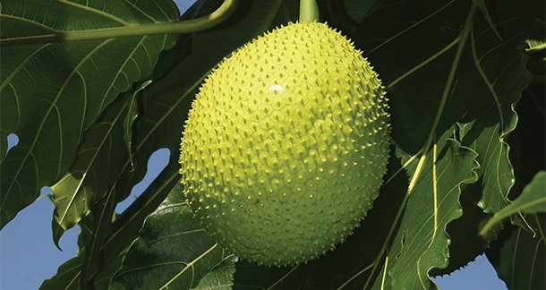 Why Climate-Adaptive Crops Are Becoming the New “Rare Superfoods ...